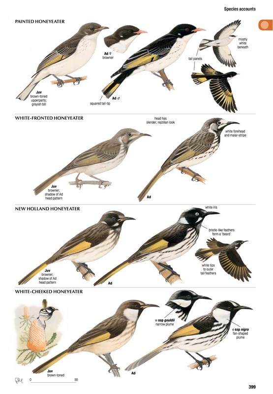 The Australian Bird Guide | Angus & Robertson