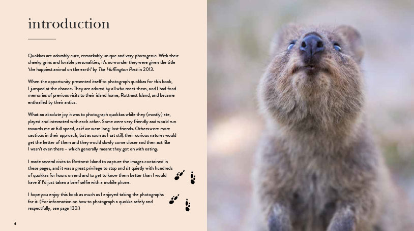 The Quokka's Guide to Happiness | Angus & Robertson